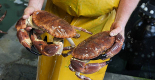 La Crustacerie | Livraisons de poissons, coquillages et crustacés ...